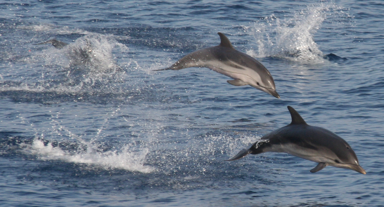 Balade en mer "sortie naturaliste" | Cavalaire-sur-Mer | Golfe de Saint ...