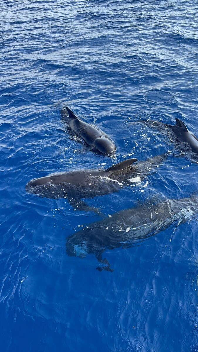 Balade en mer "sortie naturaliste" | Cavalaire-sur-Mer | Golfe de Saint ...